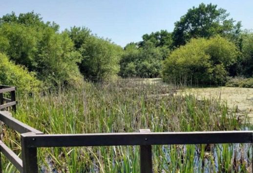 Two more green spaces recognised as nature havens – Wokingham.Today