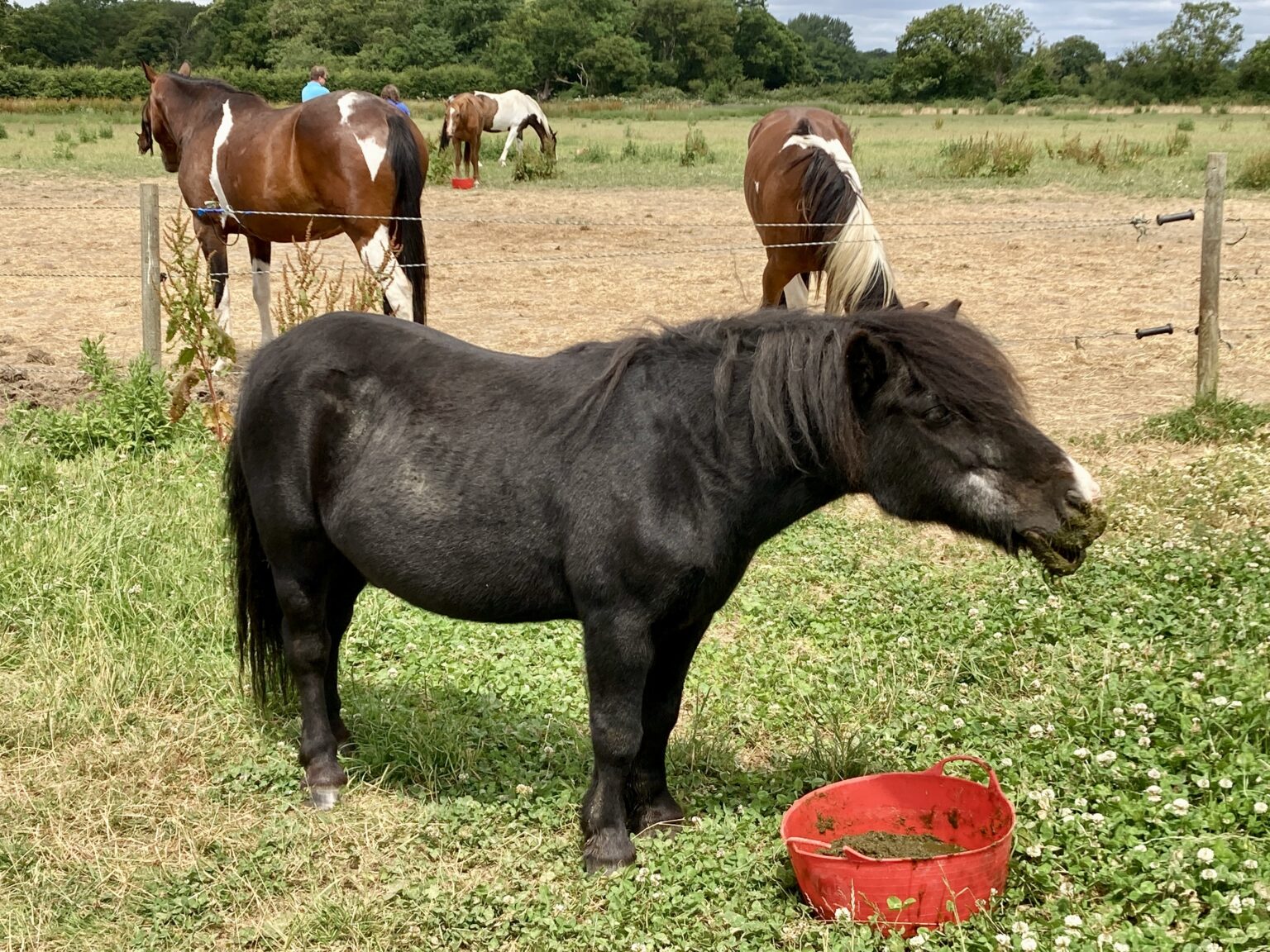 Meet the residents of Swallowfield’s hidden horse sanctuary – Wokingham ...