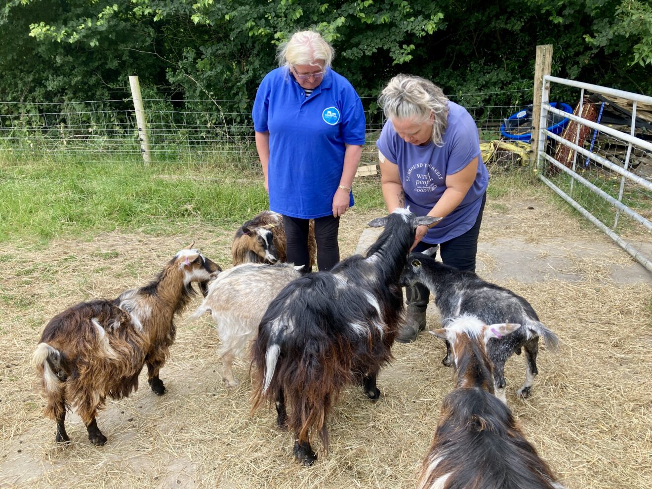Meet the residents of Swallowfield’s hidden horse sanctuary – Wokingham ...
