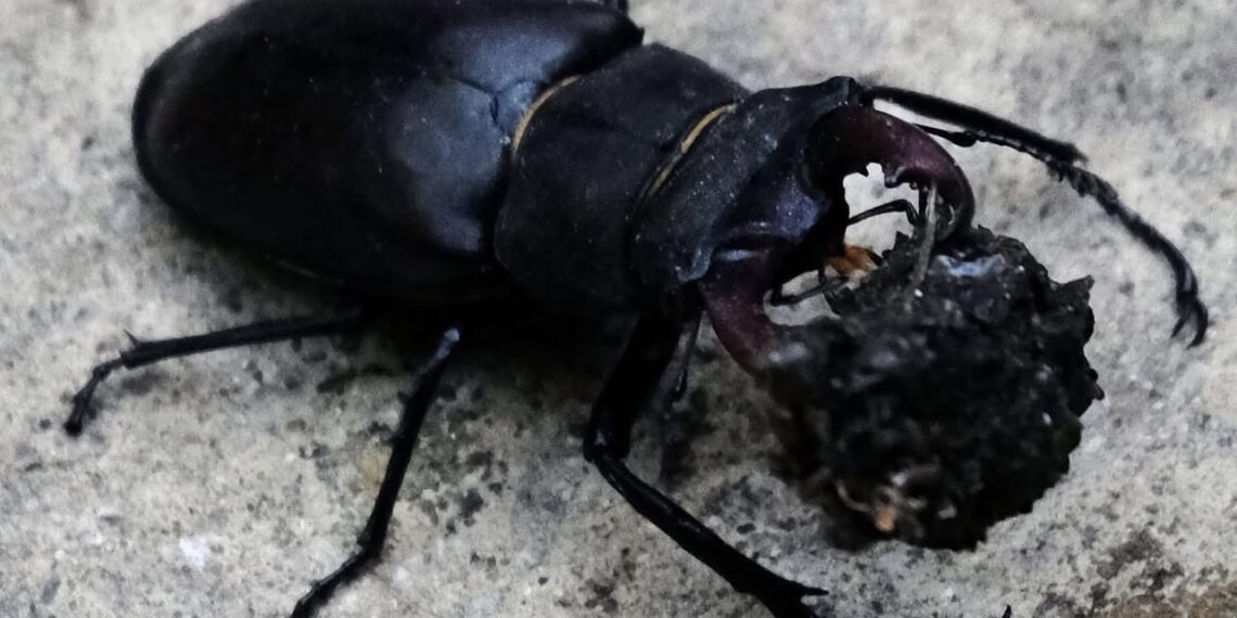 Local Plan details revealed – Wokingham.Today